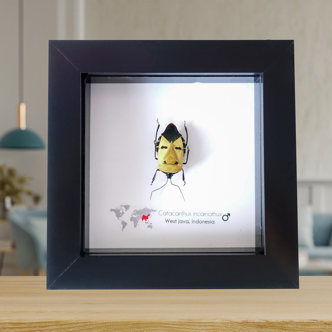 Catacanthus Incarnatus, Man-faced Stink Bug, Hitler Bug, Taxidermy Gift ...