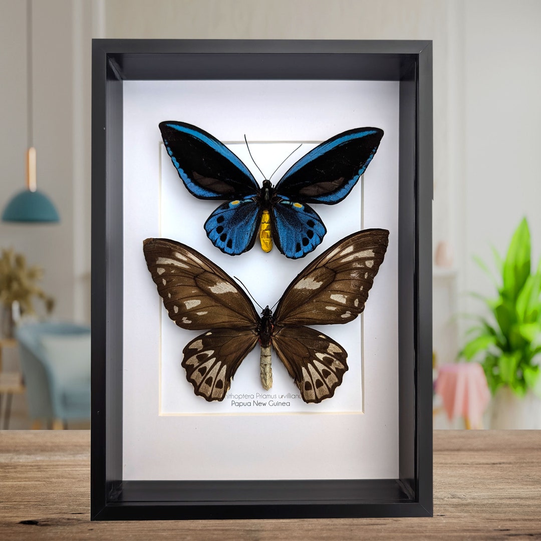 Ornithoptera Priamus Urvillianus, Blue Birdwing, Birdwing Butterfly ...