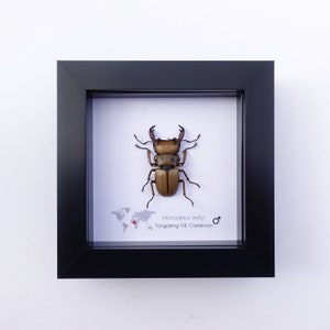 Homoderus Mellyi, Rare Red Colored Stag Beetle , From Cameroon, Frame 4 ...