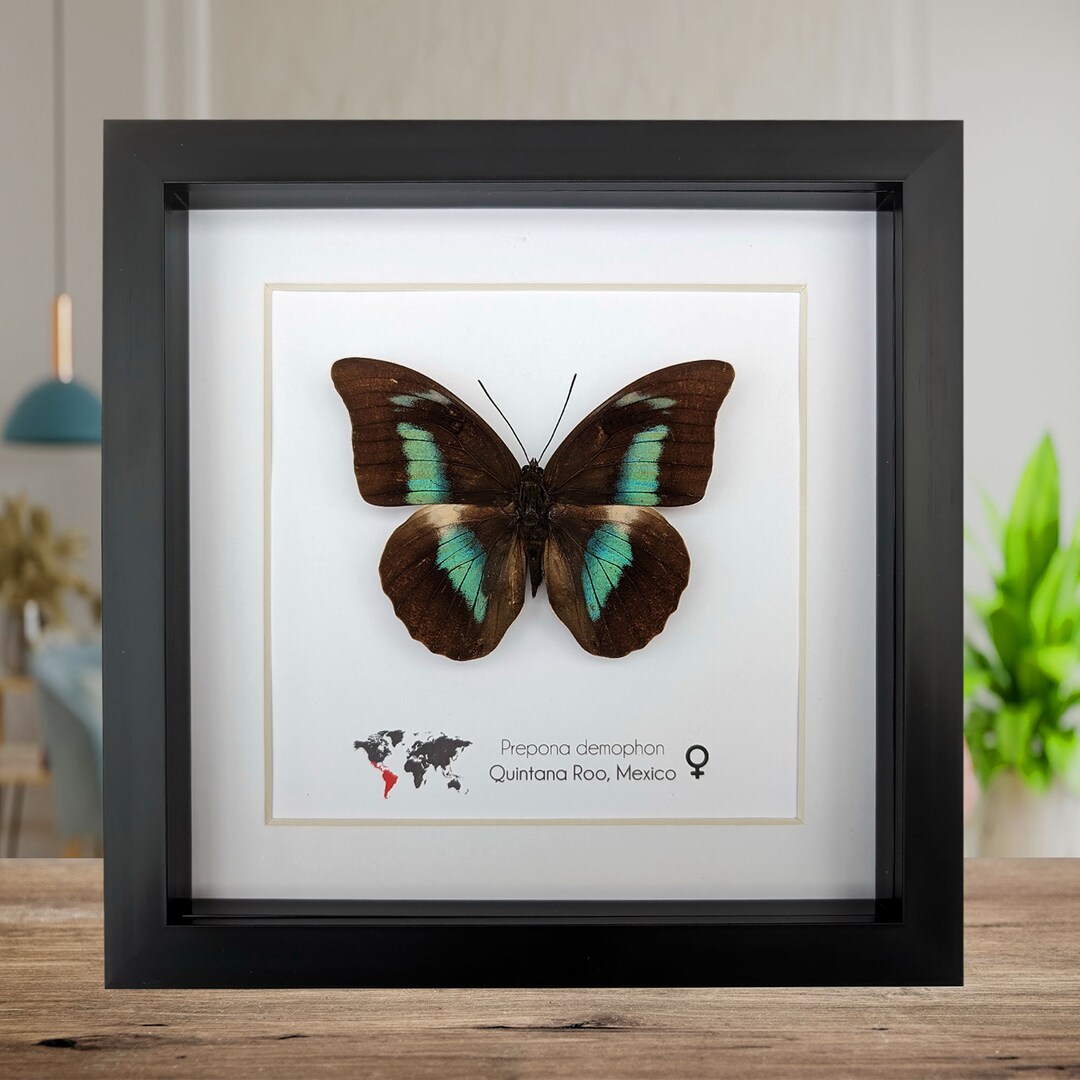 Archaeoprepona Demophon Female, the One-spotted Prepona, Demophon ...