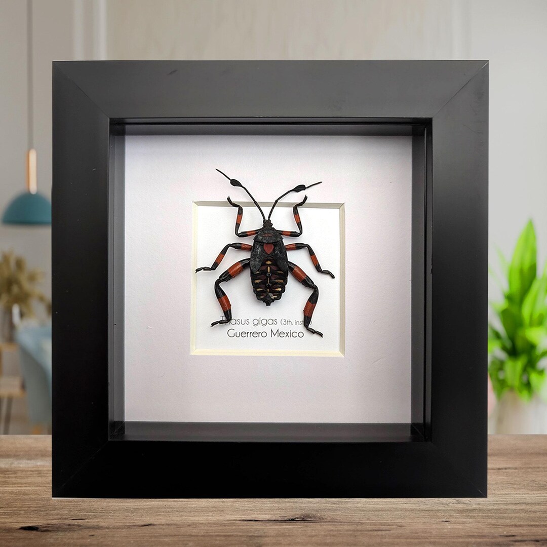 Thasus Gigas 3rd Instar, Giant Mesquite, Hemiptera, True Bug, Taxidermy, Wall Decor, Entomology ...