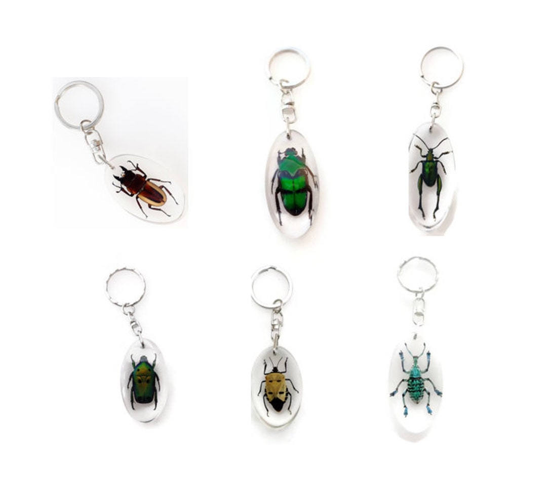 Bundle Gifts 20% Save, Bugs Keyrings Presents, Stag Beetle, Eupholus ...
