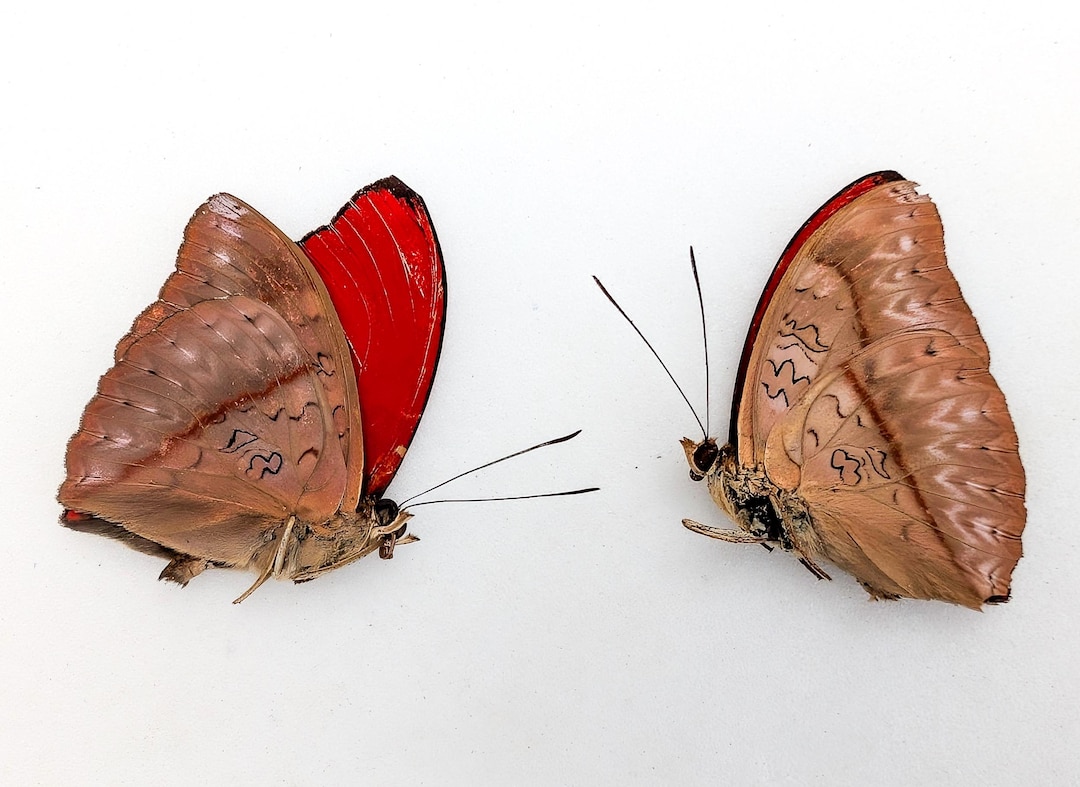 Papered Blood-red Glider Butterfly Specimens, Cymothoe Sangaris Set - Etsy