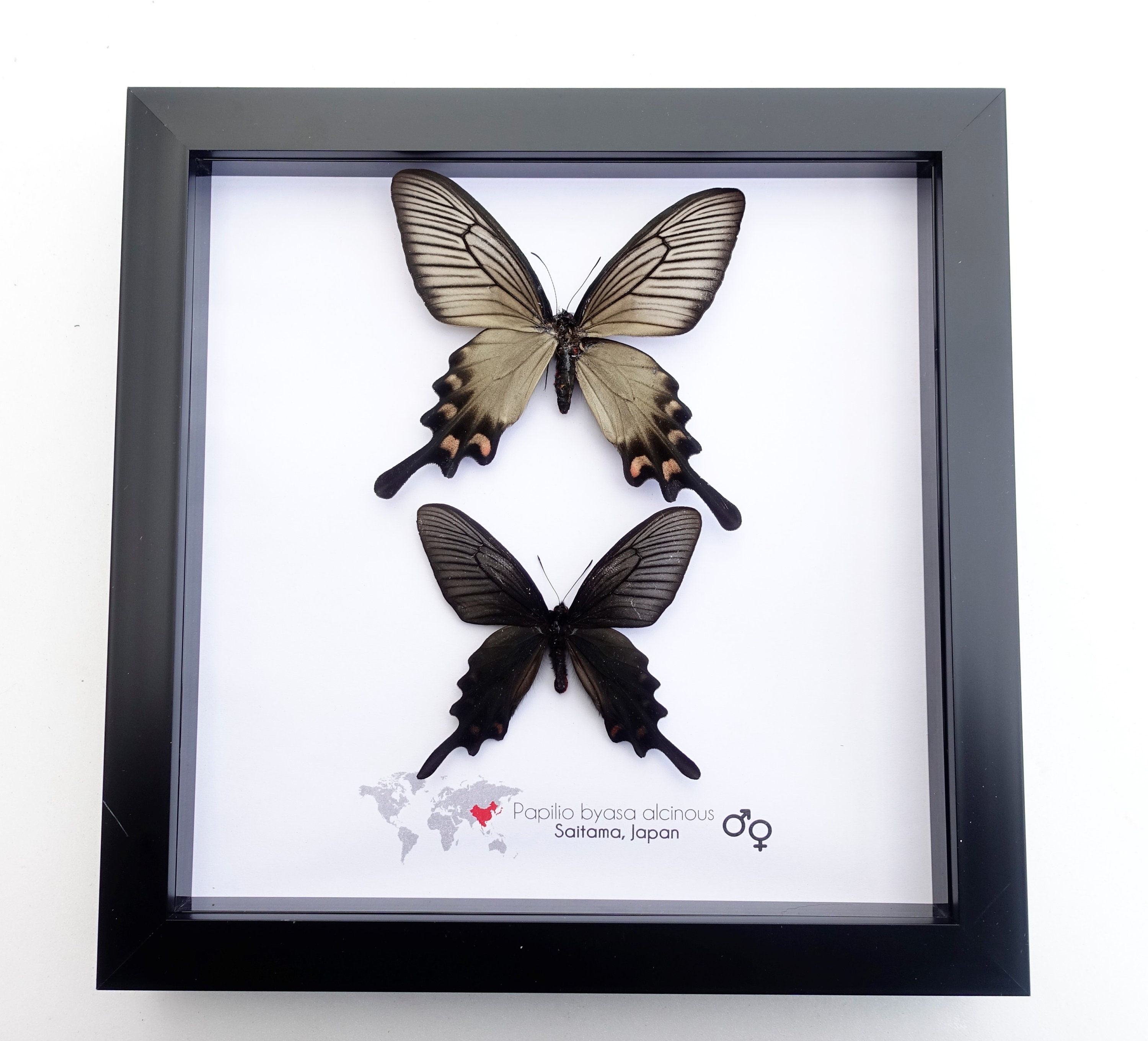 King Alcinous Portrait