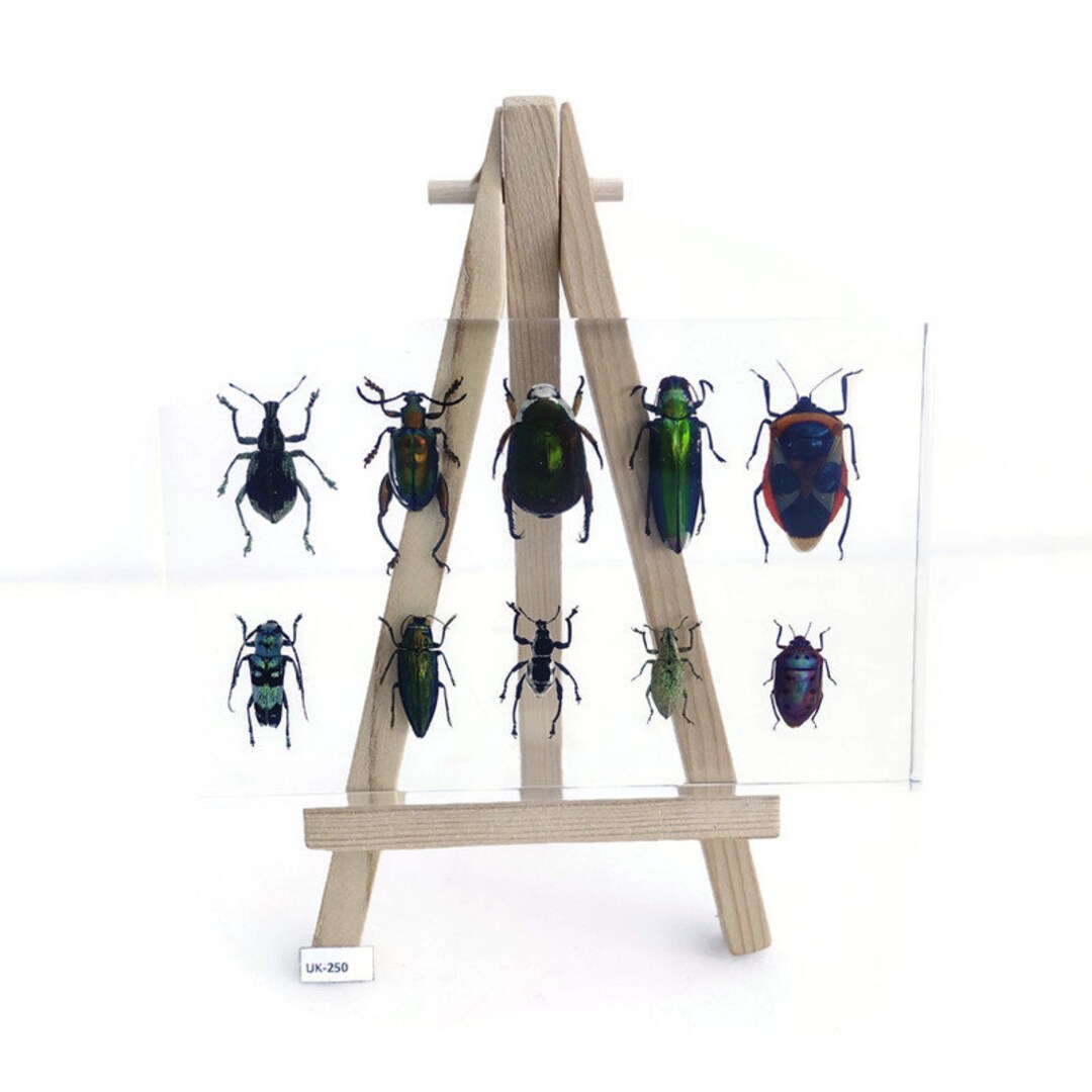 Mixed Bugs in Resin, Gift Box, Insect Collection, Taxidermy Present ...