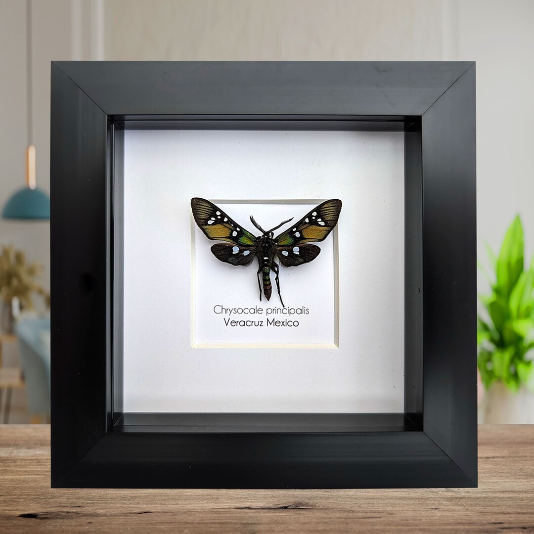 Chrysocale Principalis, the Princely Tiger Moth, Moth From Veracruz ...
