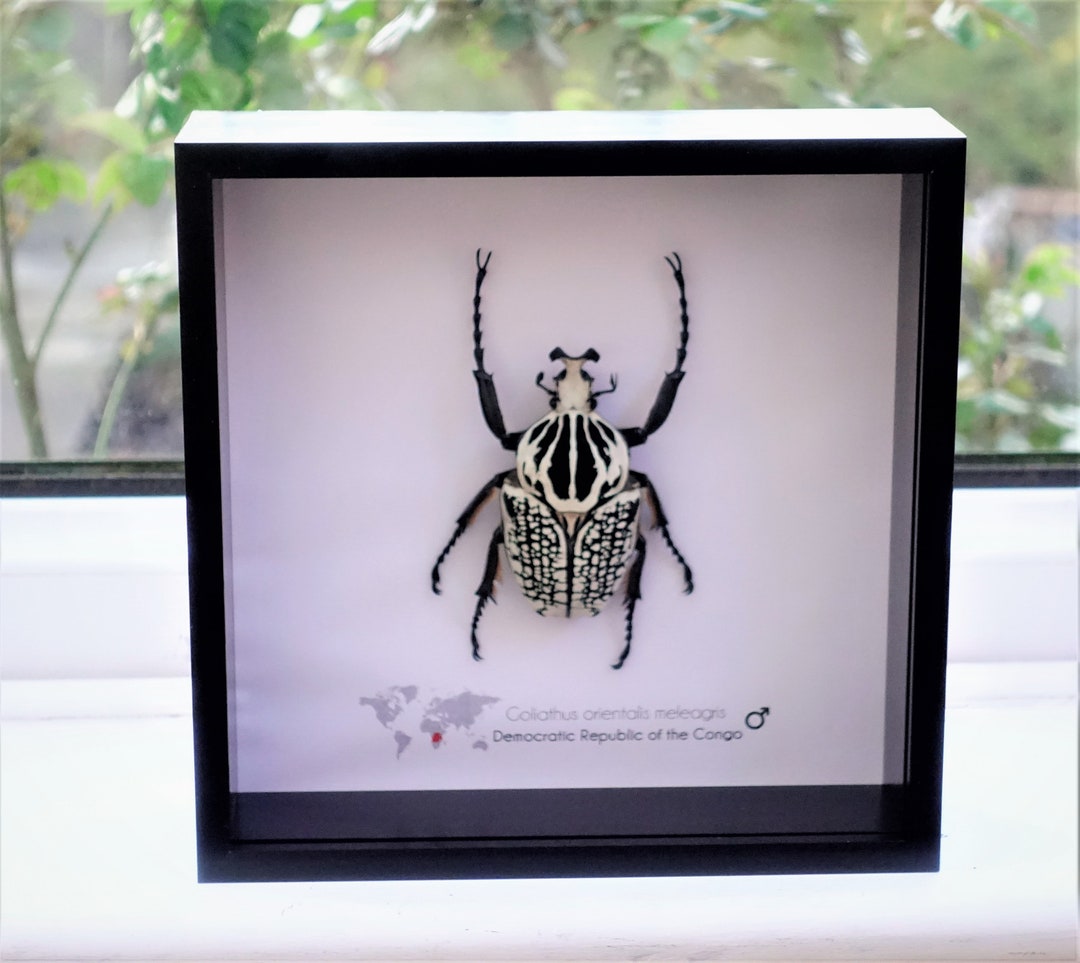 Goliathus Goliatus Meleagris, Eastern Goliath Flower Beetle, Beetle ...