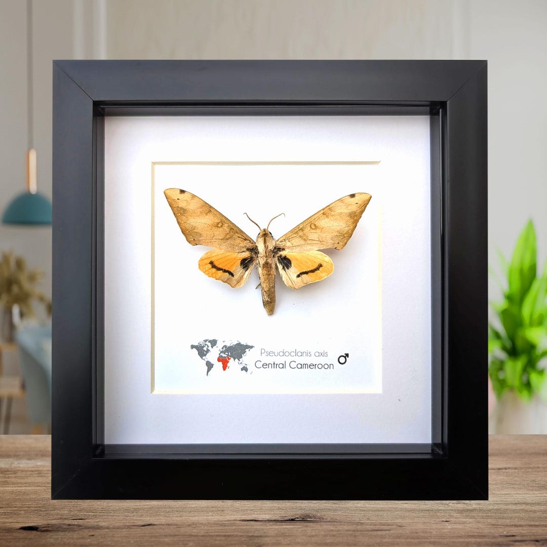 Pseudoclanis Axis, Sphingidae Moth, Entomology Gift, Wall Decor ...