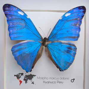 Morpho Marcus Adonis, the Adonis Morpho, the Adonis Butterfly, Big Blue ...