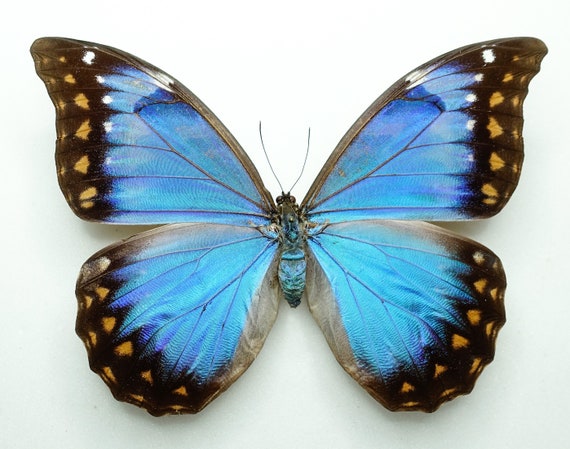 Morpho Anaxibia