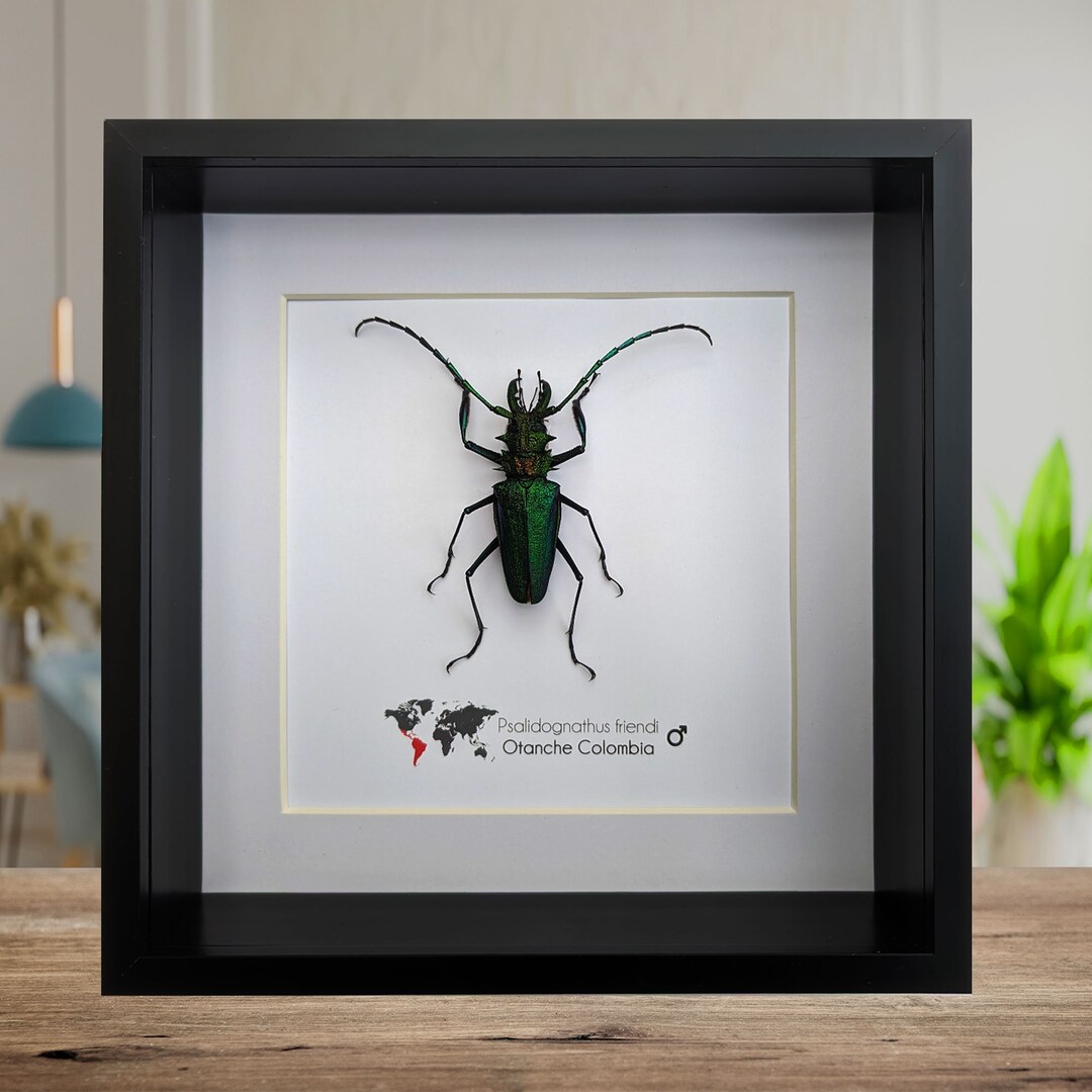 Psalidognathus Friendi, Rainbow Longhorn Beetle From Colombia, Frame 8 ...