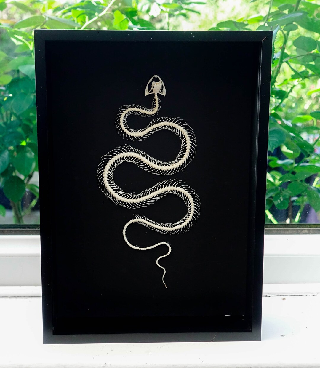Trimeresurus Albolabris Skeleton, White-lipped Viper Skeleton, Real ...