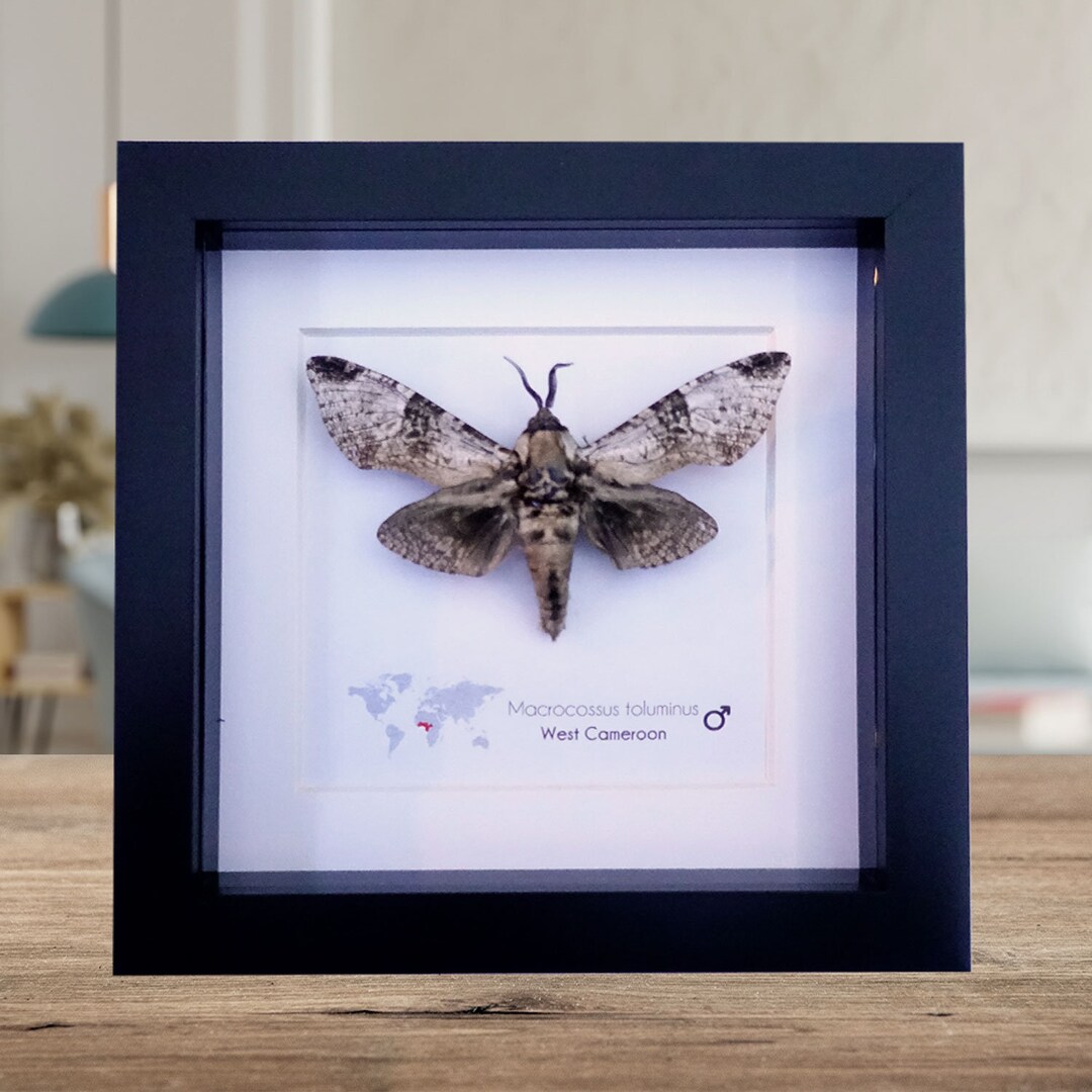 Macrocossus Toluminus, African Moth, Large Grey Moth, Taxidermy Moth ...