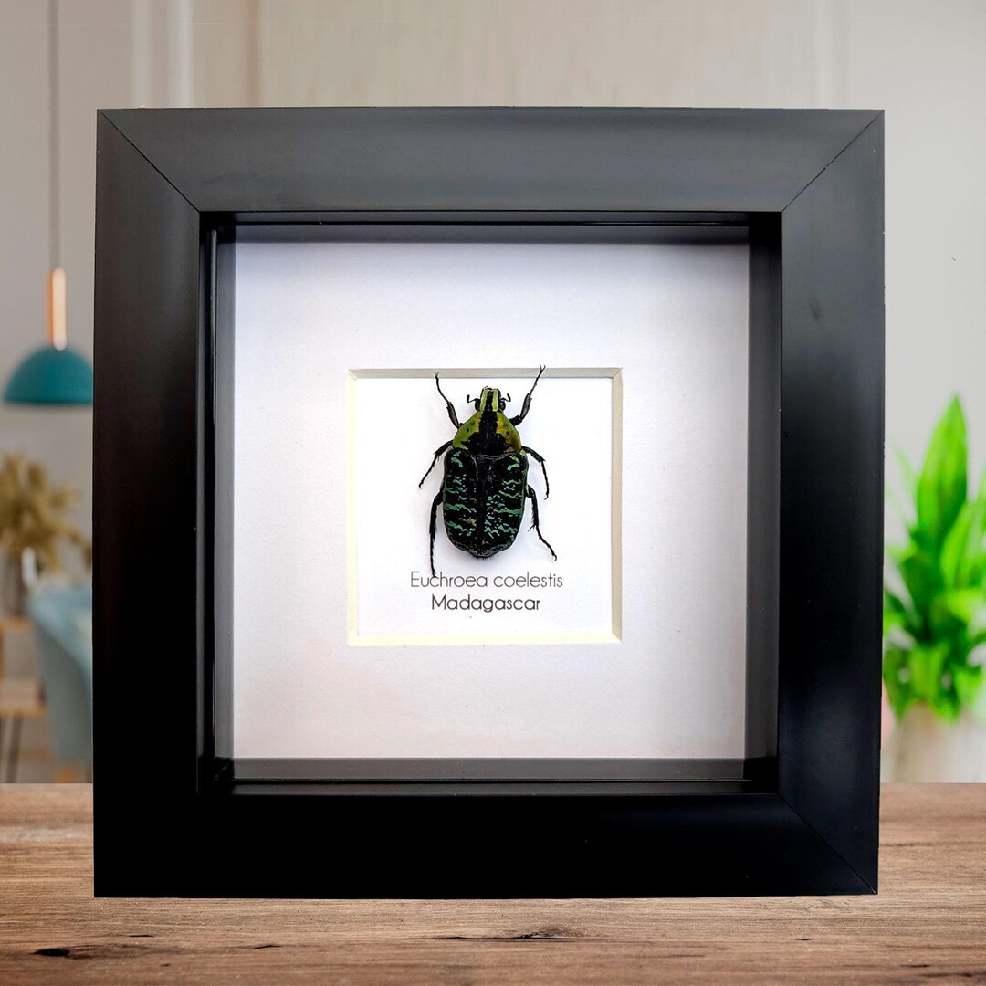 Euchroea Coelestis, Malagasy Green Flower Beetle From Madagascar ...