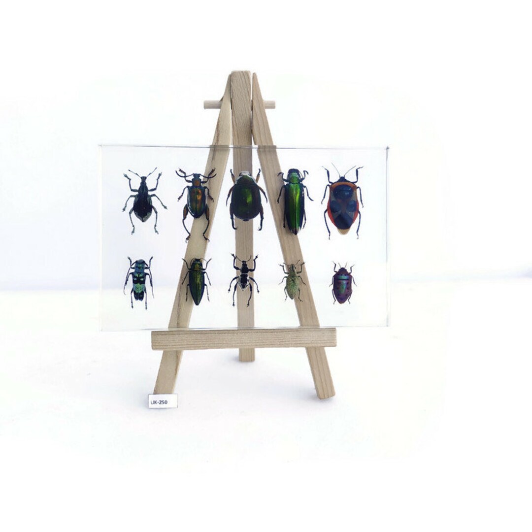 Mixed Bugs in a Resin Block, Paperweight Gift Box and Easel, Bugs in ...