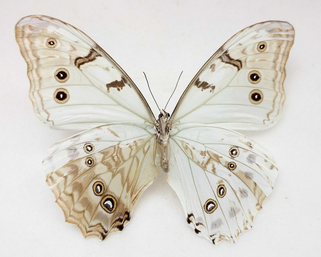 Fantastic Bilateral Gynandromorph Morpho Luna | Veracruz Mexico ...