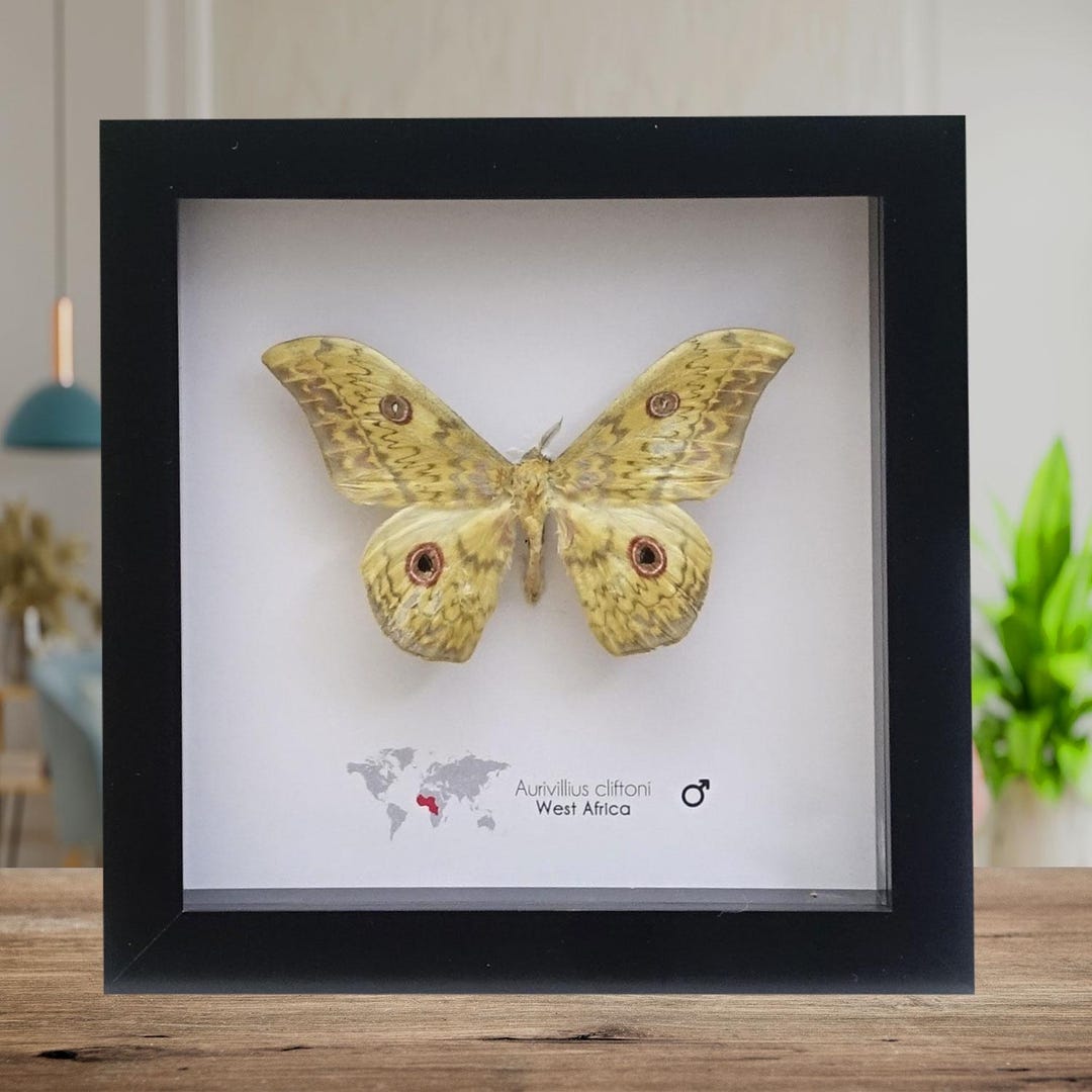 Aurivillius Cliftoni, Silk Moth, Emperor Moth, Red Eyed Emperor Moth ...