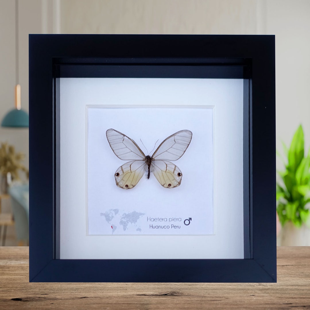 Haetera Piera, the Amber Phantom, Framed Butterfly, Amber Butterfly ...