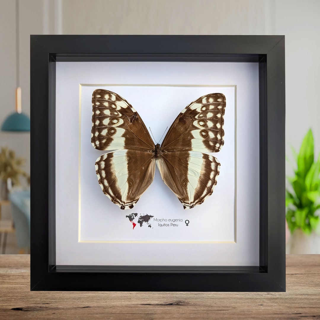 Morpho Eugenia Female, Eugenes Morpho, Rare Butterfly, Bug Collection, Ethically Sourced, Wall ...