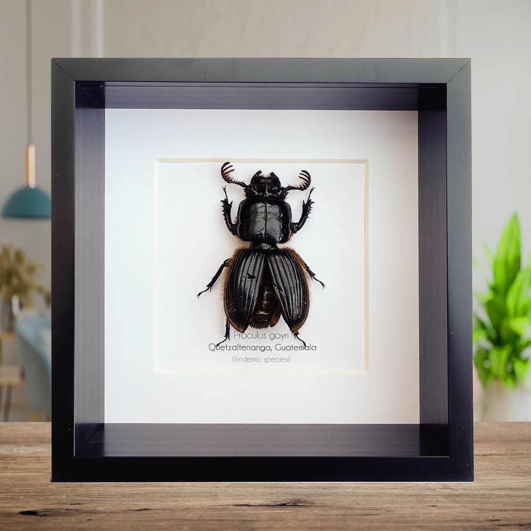 Proculus Goryi With Open Wings, Giant Bess Beetle, Large Black Beetle ...
