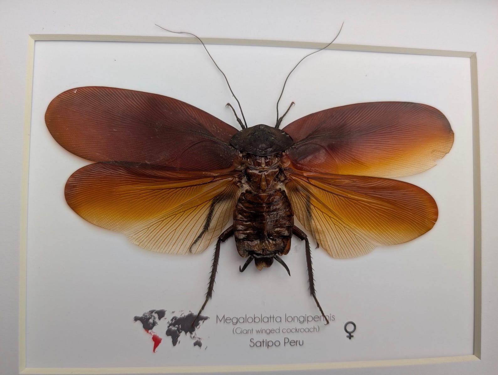 Framed Megaloblatta Longipennis, World's Largest Cockroach Taxidermy ...
