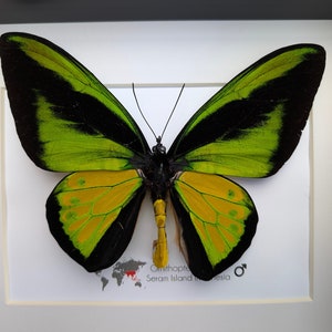Ornithoptera Goliath Procus, Goliath Birdwing, Green Birdwing ...