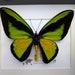Ornithoptera Goliath Procus, Goliath Birdwing, Green Birdwing ...