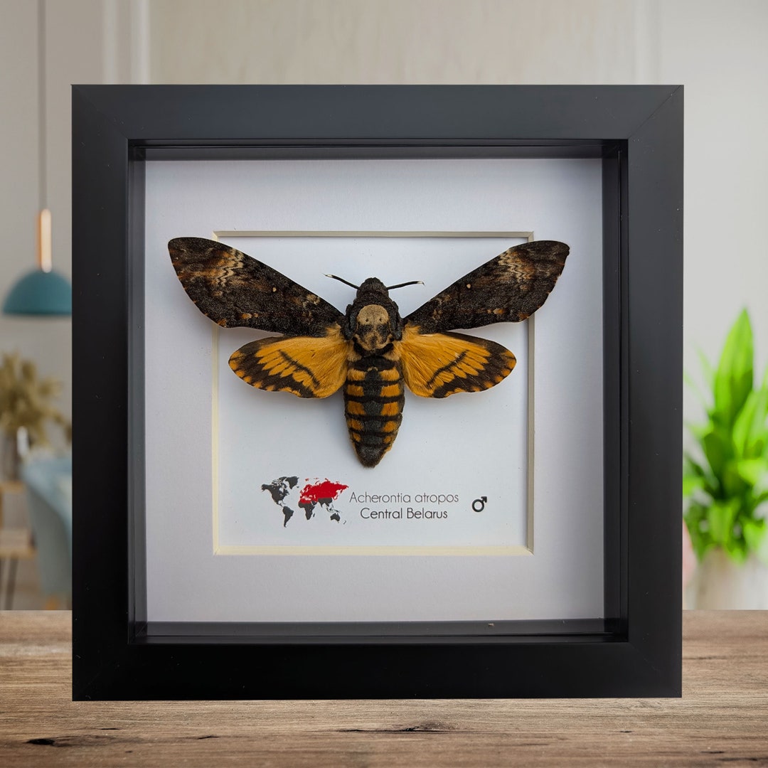 Acherontia Atropos, the African Death's-head Hawkmoth, Large Skull ...