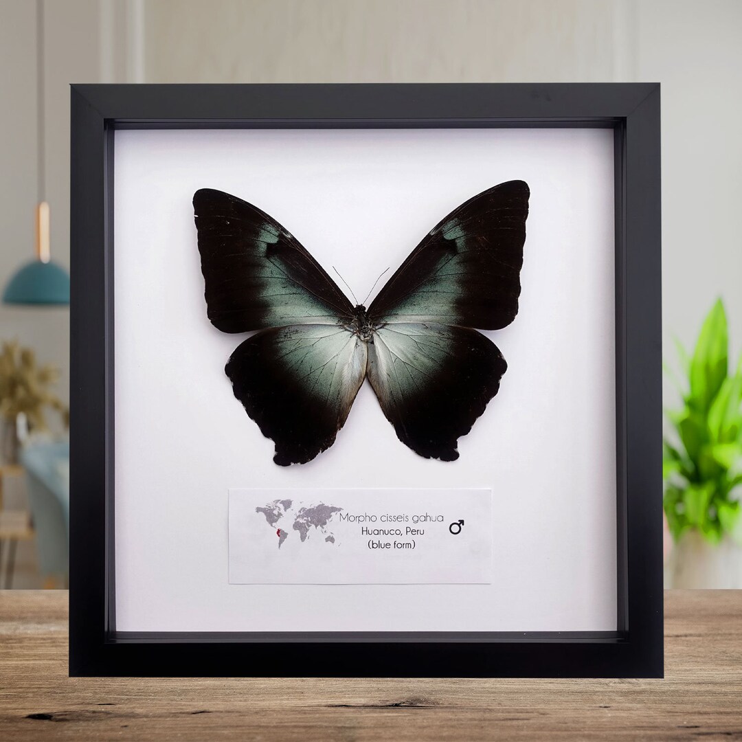 Morpho Cisseis Gahua, Blue Form, Cisseis Morpho, Giant Dark and Blue ...