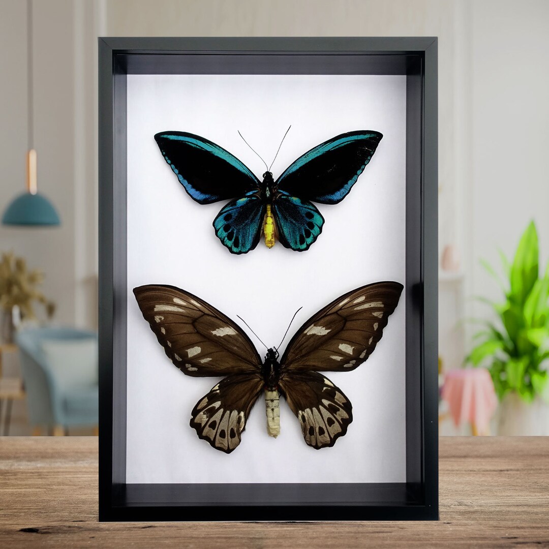 Ornithoptera Priamus Urvillianus, Blue Birdwing, Birdwing Butterfly ...