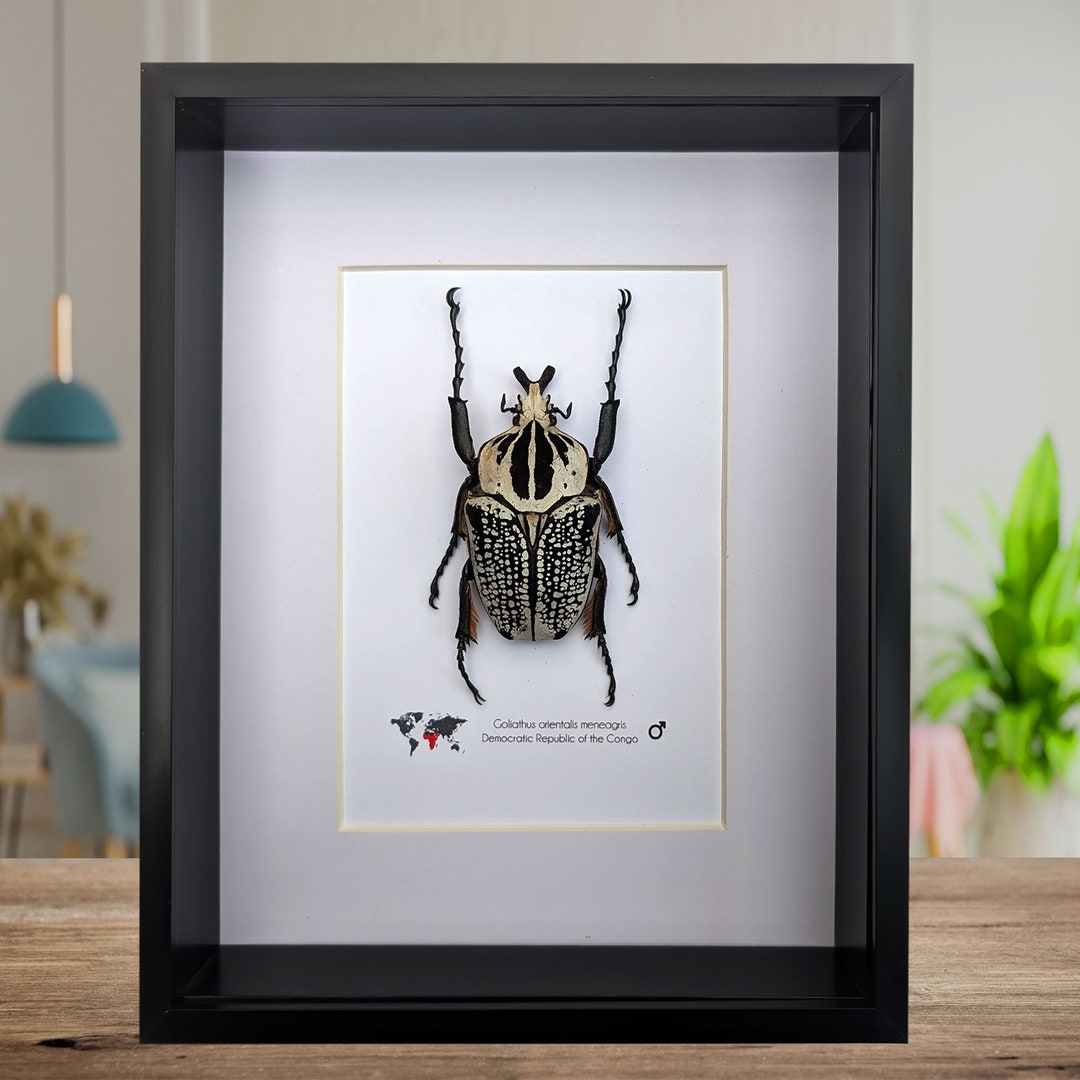 Goliathus Orientalis Meleagris, Eastern Goliath Flower Beetle, Beetle ...