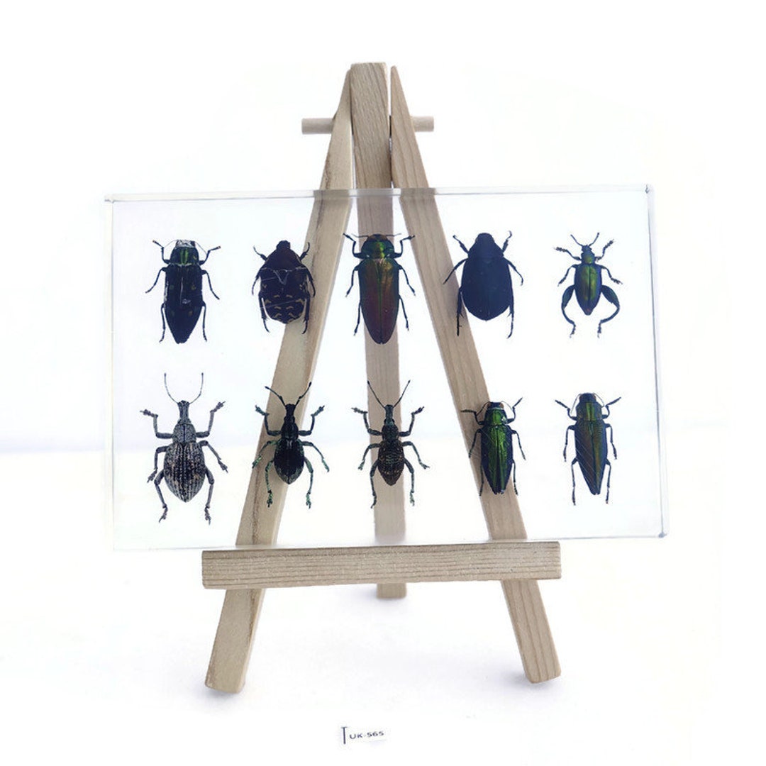 Mixed Bugs in Resin, Gift Box, Insect Collection, Taxidermy Present ...