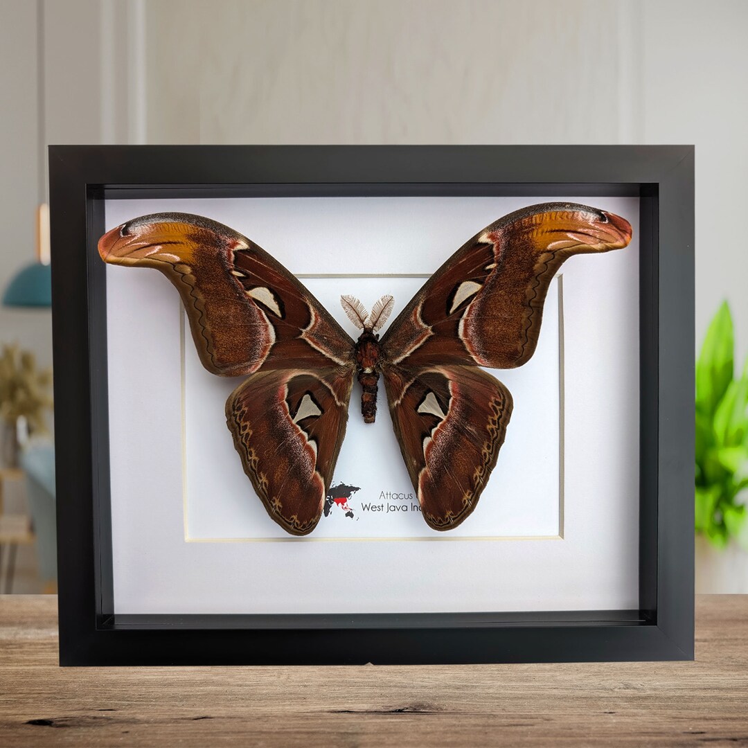 Attacus Atlas, Male, the Atlas Moth, Taxidermy Moth, Entomology Present ...