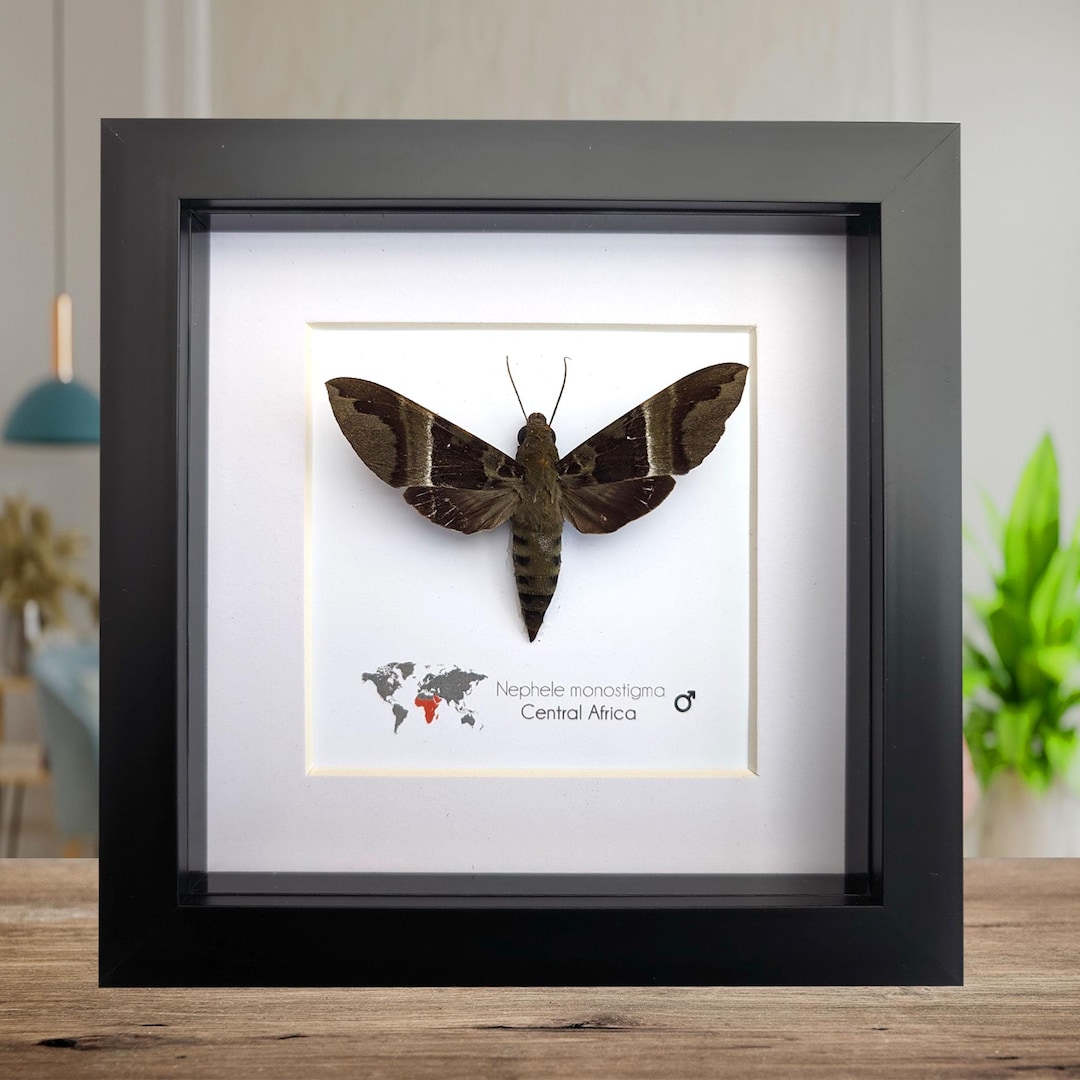 Nephele Monostigma, Sphingidae, African Moth, Display, Entomology Gift ...