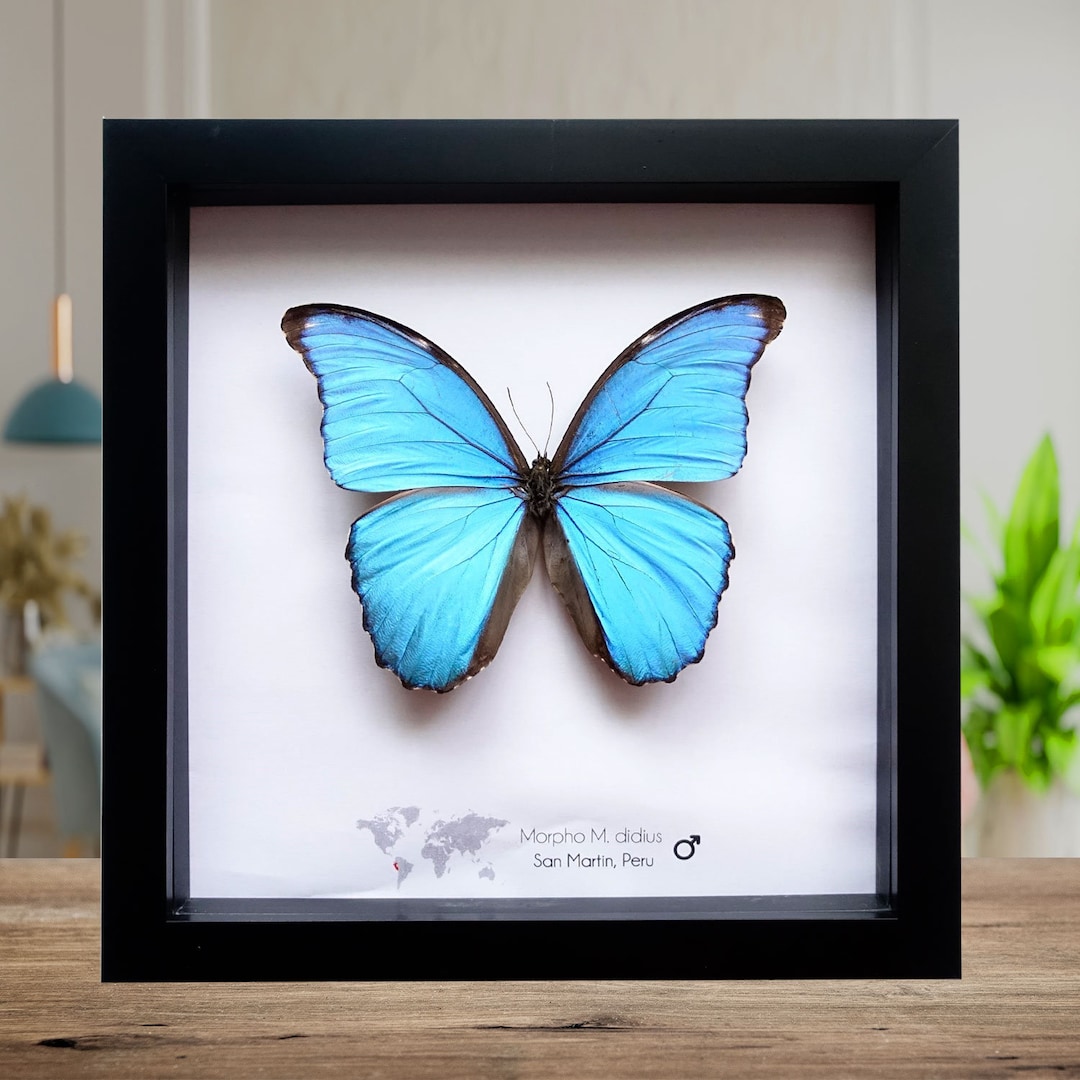 Morpho Didius, the Giant Blue Morpho, Taxidermy Butterfly, Giant ...