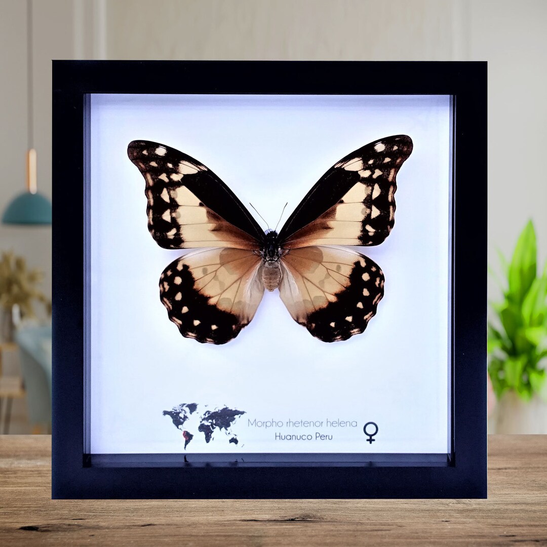 Morpho Rhetenor Helena, Morpho Rhetenor, Female, Morpho Helena, the Helena Morpho, Frame 8 X 8 ...