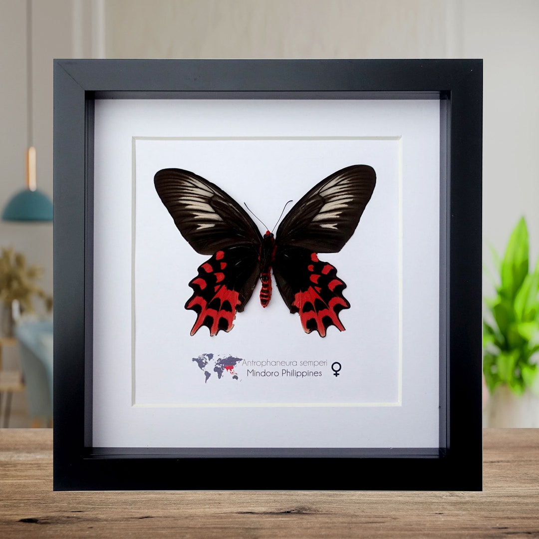 Atrophaneura Semperi, Female, Black and Red Butterfly, the Vampire ...