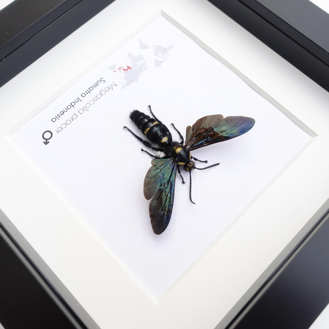 Framed Giant Scoliid Wasp Taxidermy: Entomology Wall Art - Etsy
