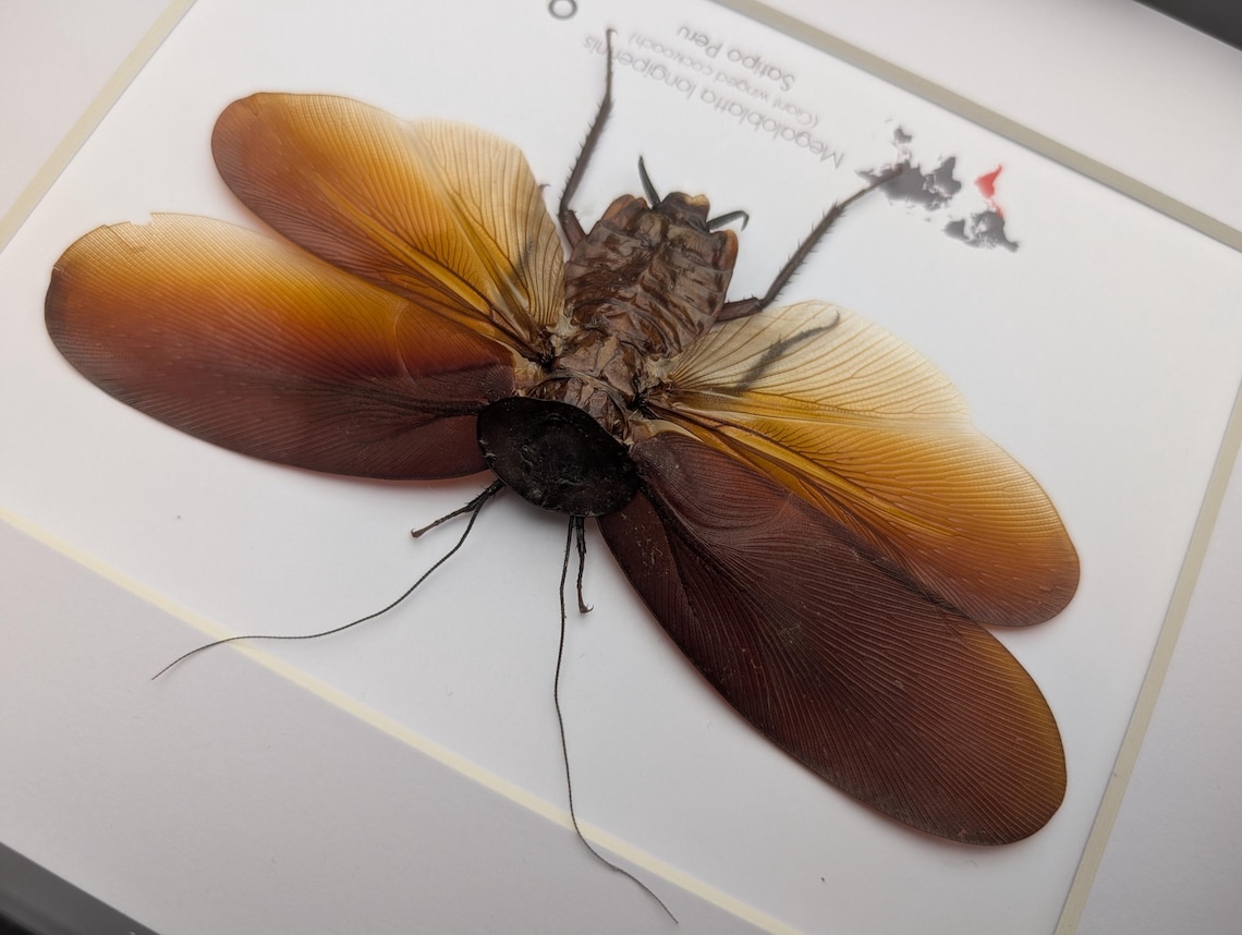 Framed Megaloblatta Longipennis, World's Largest Cockroach Taxidermy ...