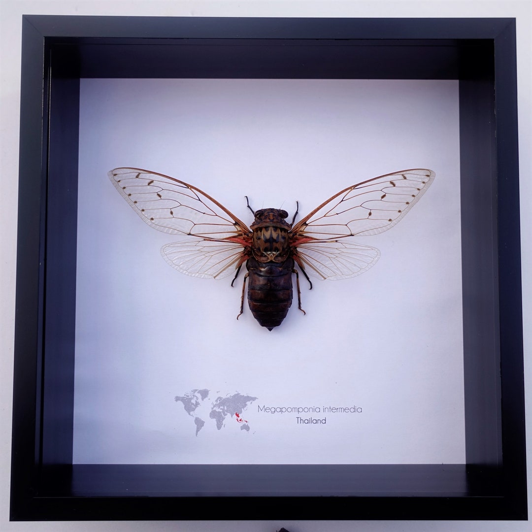 Megapomponia Intermedia, Large Cicada, Thailand Bug, Framed Insect ...