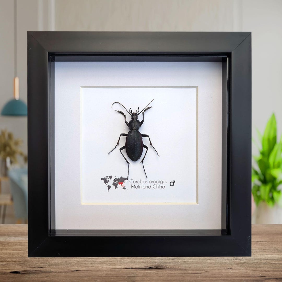 Carabus Prodigus, Carabidae Beetle, Taxidermy Bug, Ground Beetle From ...