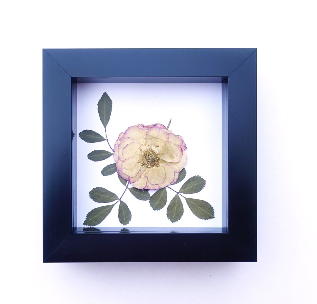Real Framed Dried Rose Arrangement With Leaf, Dried Pink Rose, Framed ...