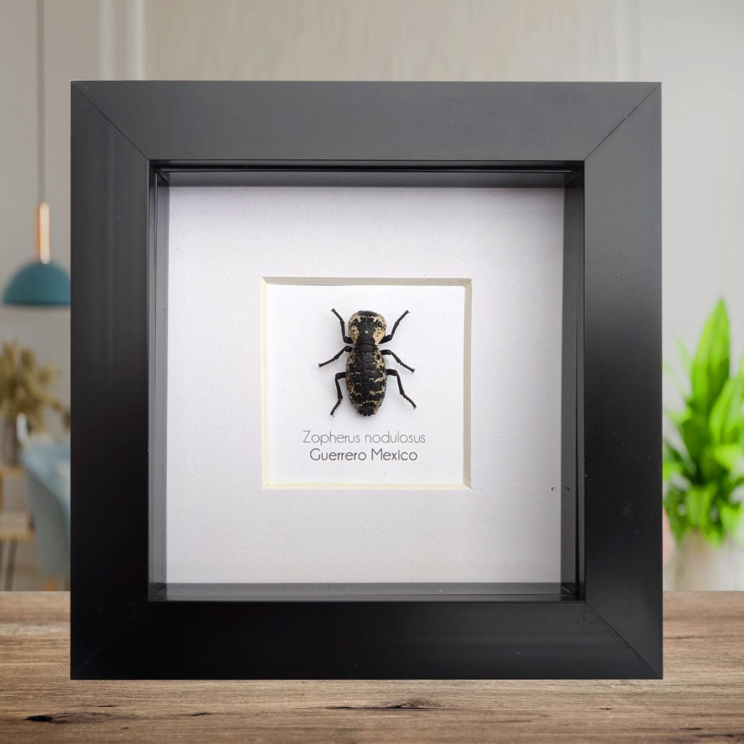 Zopherus Nodulosus, Texas Ironclad Beetle, Zopheridae Taxidermy ...
