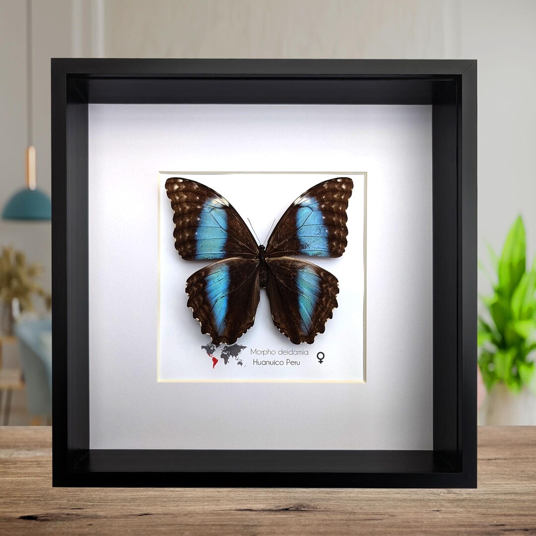 Morpho Deidamia, FEMALE, Deidamia Scarce, Ethically Sourced, Natural ...