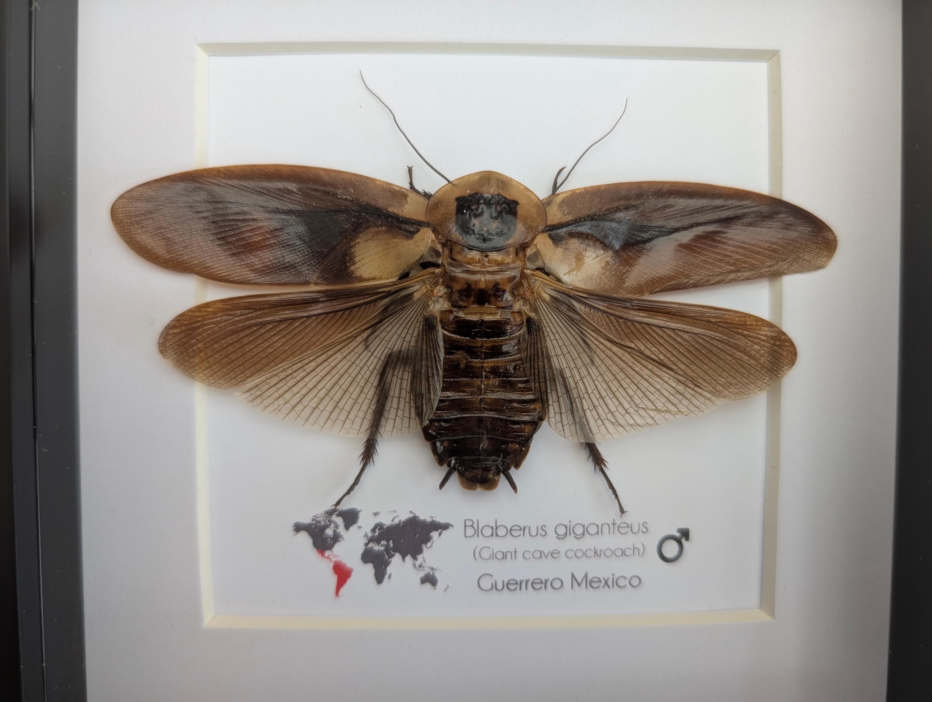 Blatta Gigante Delle Caverne
