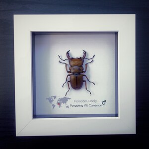 Homoderus Mellyi, Rare Red Colored Stag Beetle , From Cameroon, Frame 4 ...