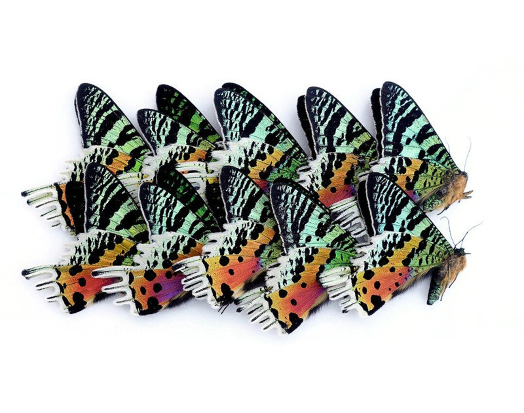 Urania Ripheus, Chrysiridia Rhipheus, Madagascan Sunset Mot, Dried ...