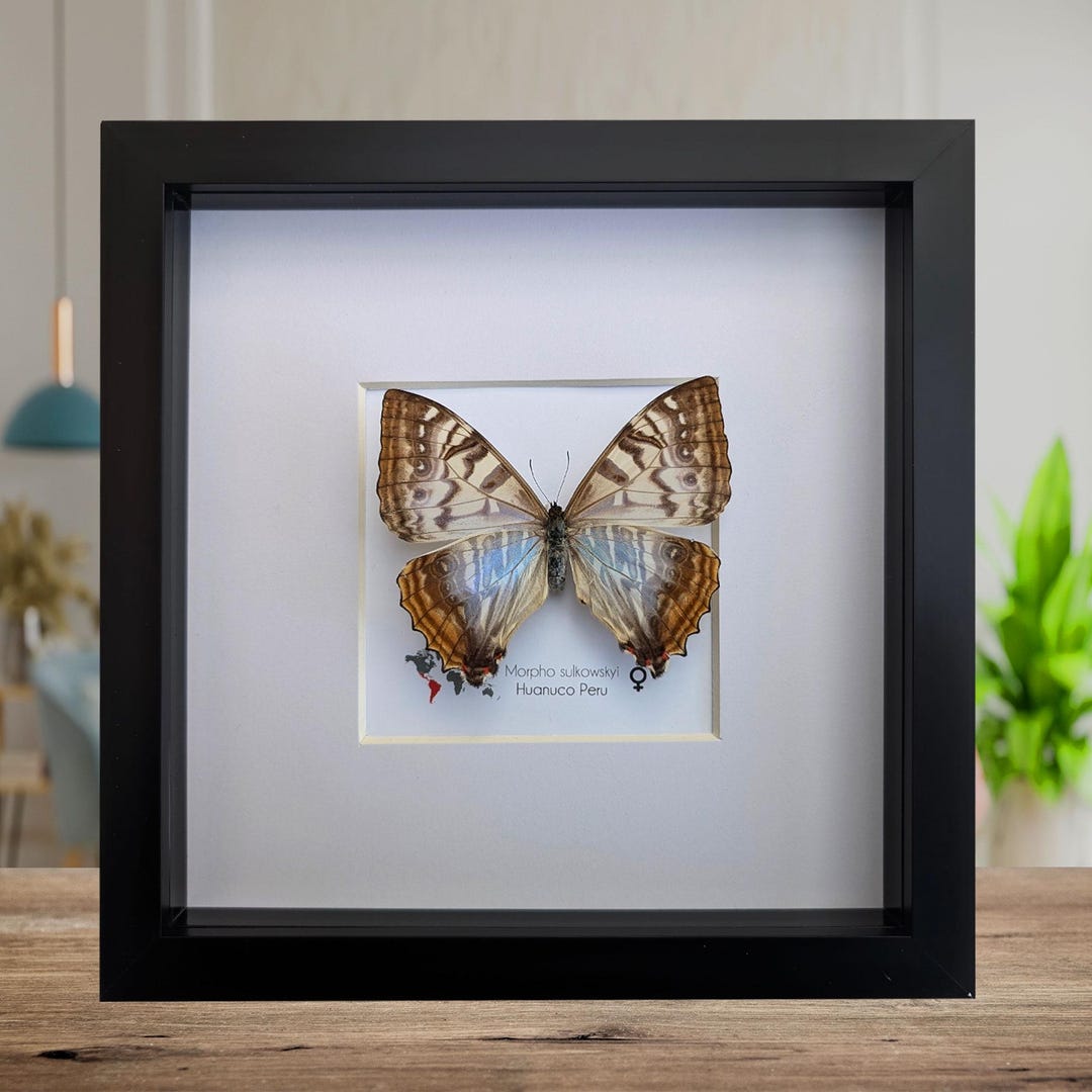 Morpho Sulkowskyi, Sulkowsky's Morpho, Female, Delicate Mother of Pearl ...