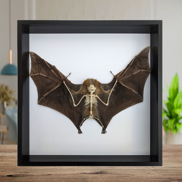 Bat Taxidermy - Etsy