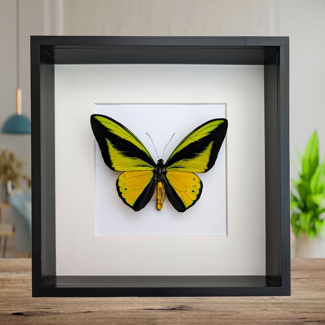 Ornithoptera Goliath Samson, Goliath Birdwing, Yellow Birdwing ...